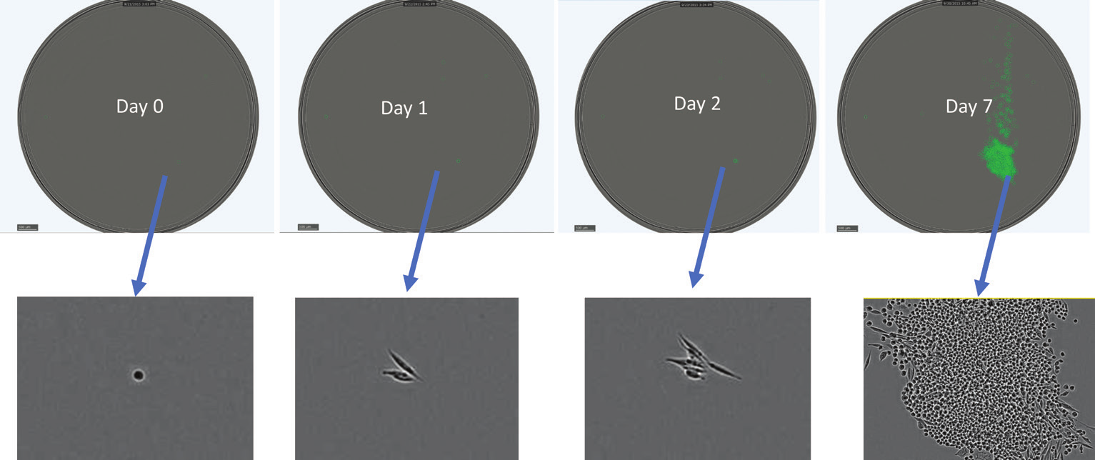 案例分析：使用Cell Metric™降低30%的时间构建表达双特异性抗体的单克隆细胞系 – TrioBio