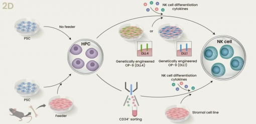 iPSC来源的NK细胞用于癌症免疫治疗 – TrioBio