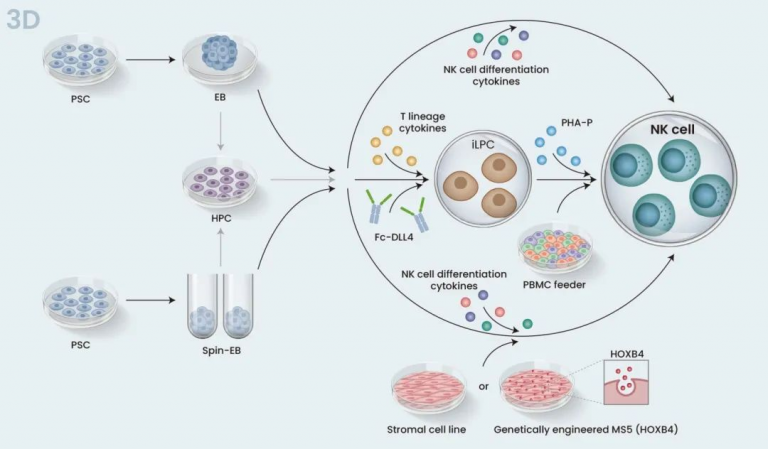 iPSC来源的NK细胞用于癌症免疫治疗 – TrioBio