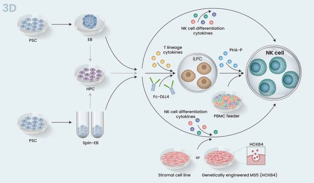 iPSC来源的NK细胞用于癌症免疫治疗 – TrioBio