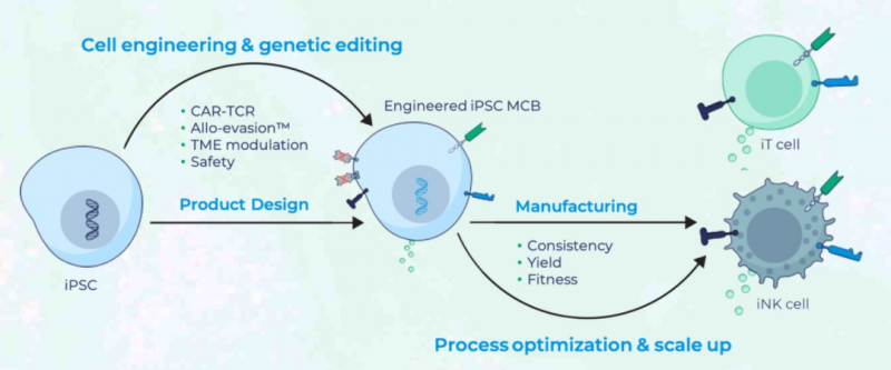 iPSC临床应用的新热点：现货CAR-T和CAR-NK – TrioBio