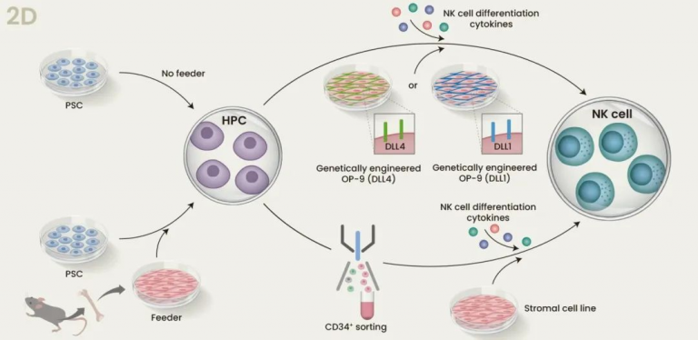 iPSC来源的NK细胞用于癌症免疫治疗 – TrioBio