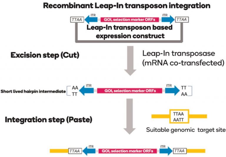 用LEAP-IN转座酶平台加速CMC开发并降低风险 – TrioBio